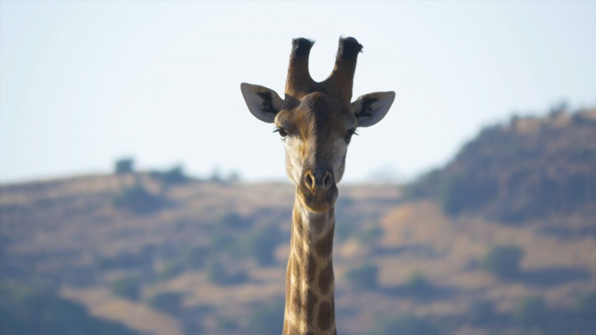 Walking With Giraffes | National Geographic