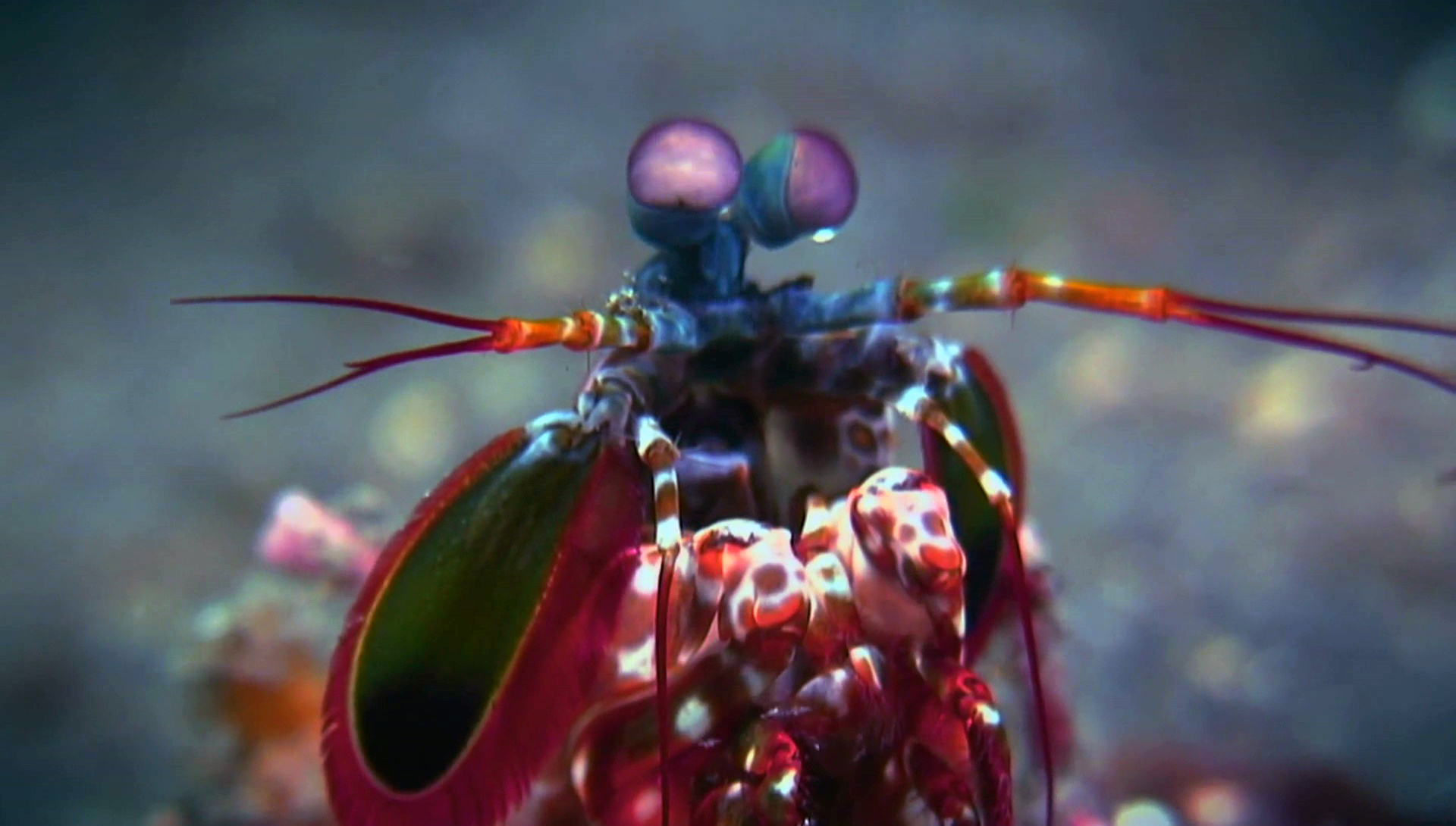 Créatures étranges | National Geographic